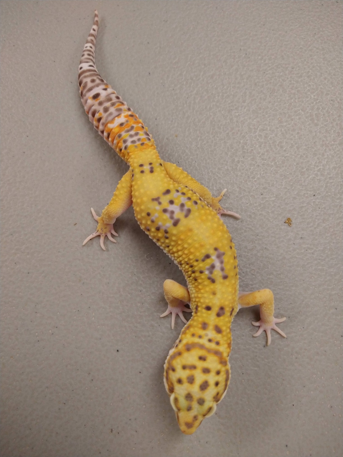 Giant Bell Het Eclipse Pos Blood & WY Leopard Gecko by Granite State ...