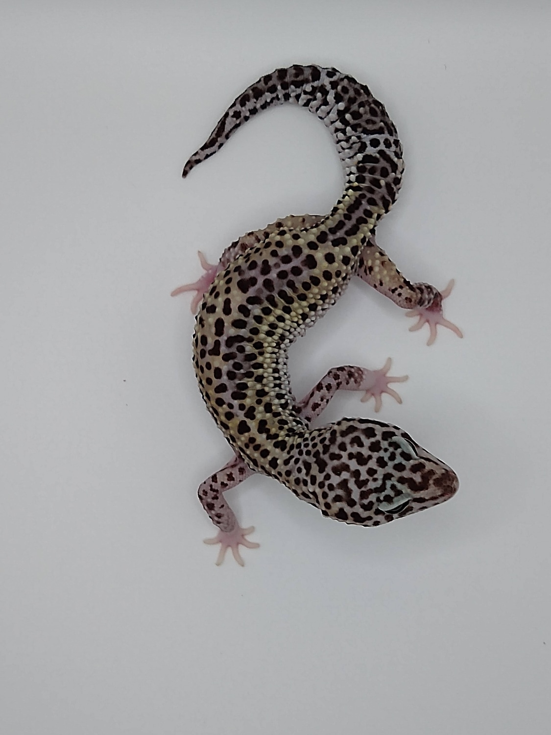 Mack Snow Eclipse Black Night Cross Leopard Gecko by Granite State ...
