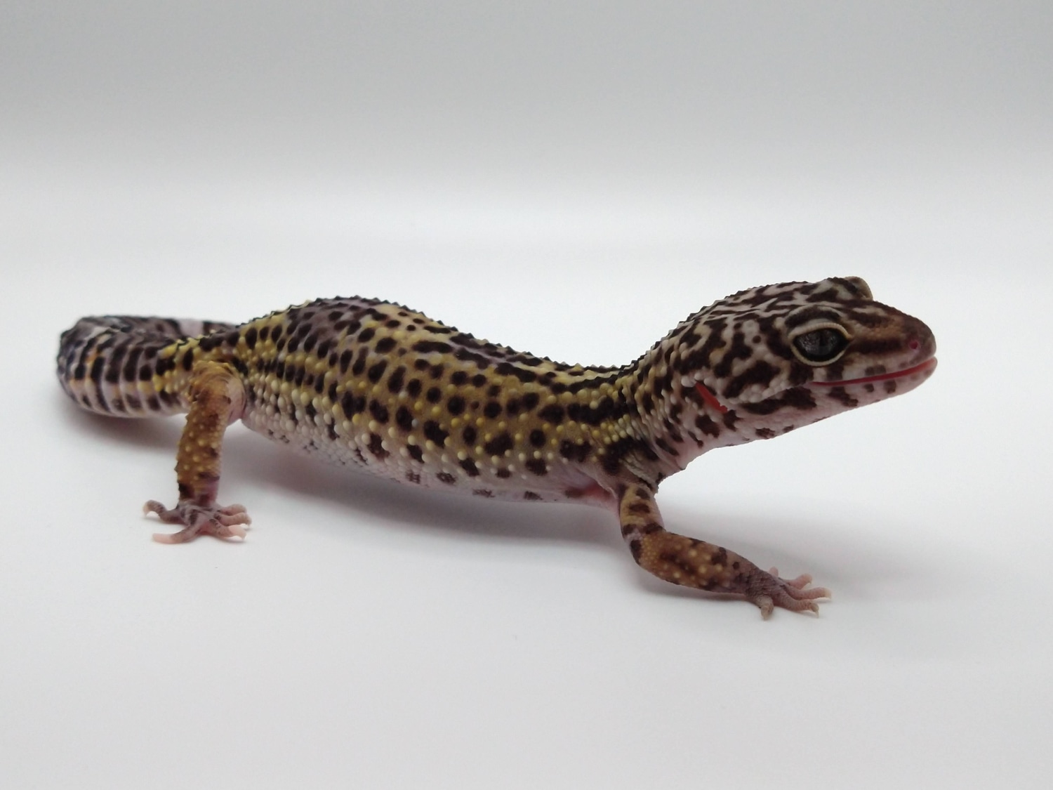 Black Night 50% Het Eclipse Leopard Gecko by Granite State Geckos ...