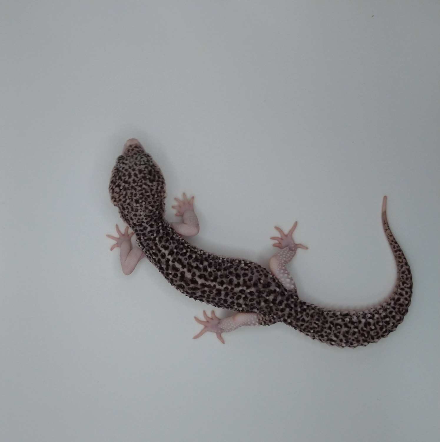 Black Night Total Eclipse Cross 66% Het Tremper Leopard Gecko by ...