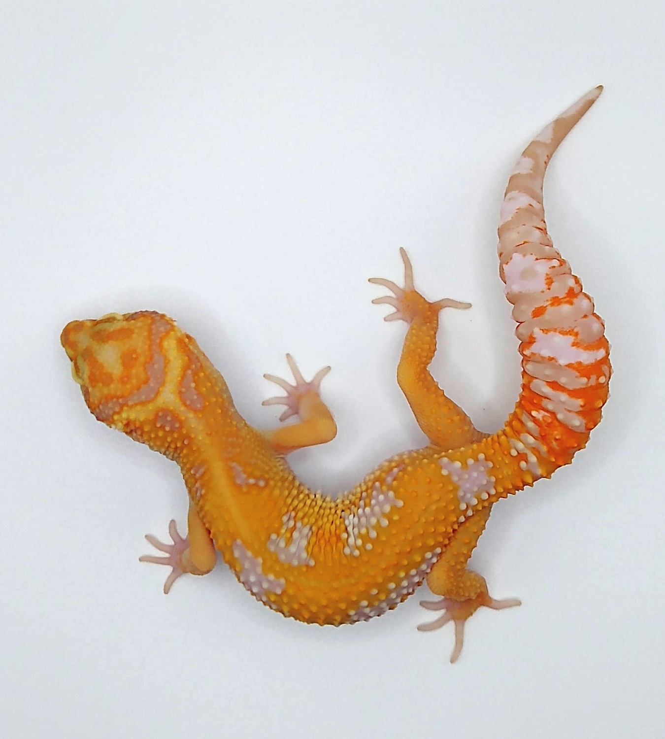 Giant Tangerine Tremper Pos Blood Leopard Gecko by Granite State Geckos ...