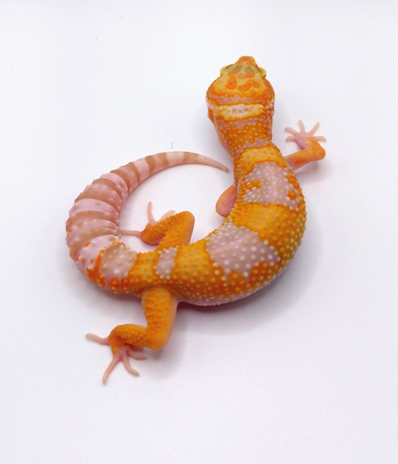 Giant Tangerine Tremper 50% Het Eclipse Pos Blood Pos WY Leopard Gecko ...