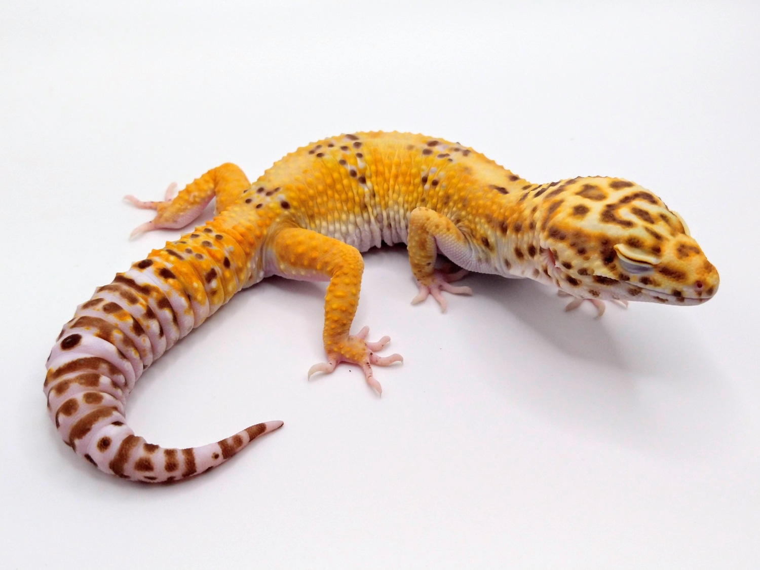 Aurora Het Eclipse Leopard Gecko by Granite State Geckos - MorphMarket