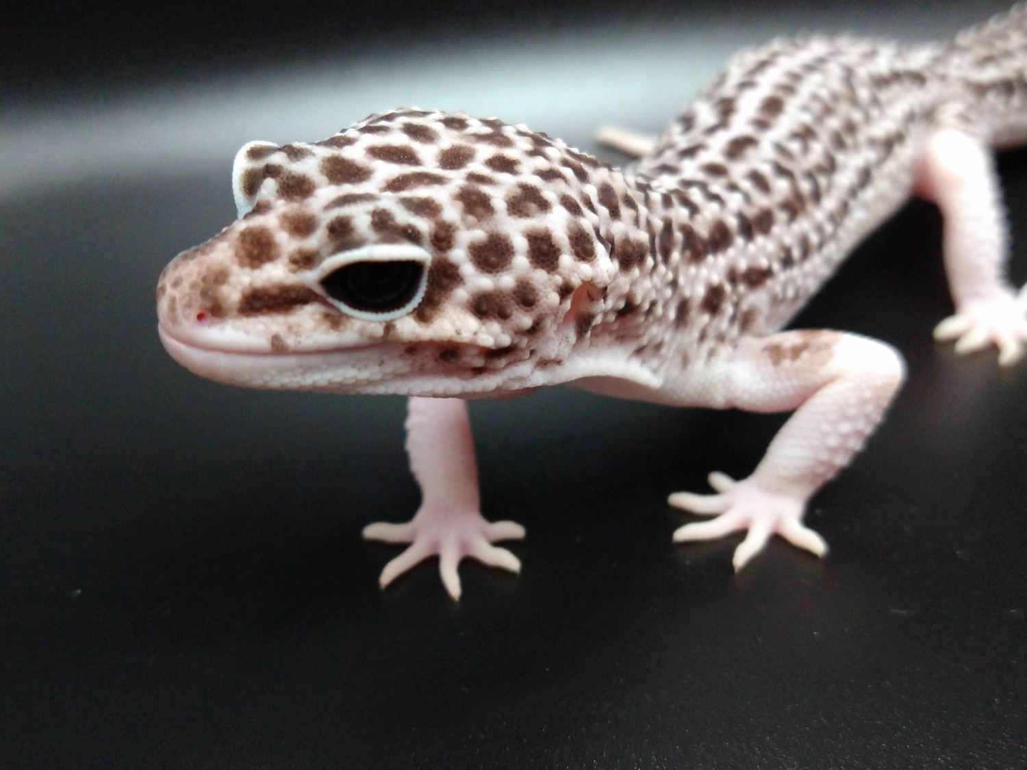 Total Eclipse 50% Black Night Leopard Gecko by Granite State Geckos ...