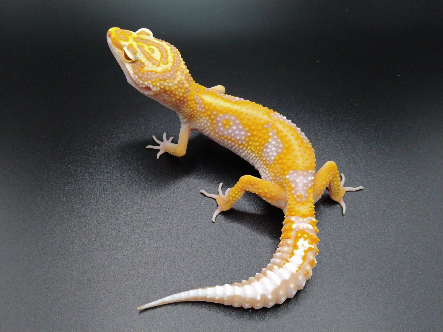 Tangerine Tremper Leopard Gecko by Granite State Geckos - MorphMarket