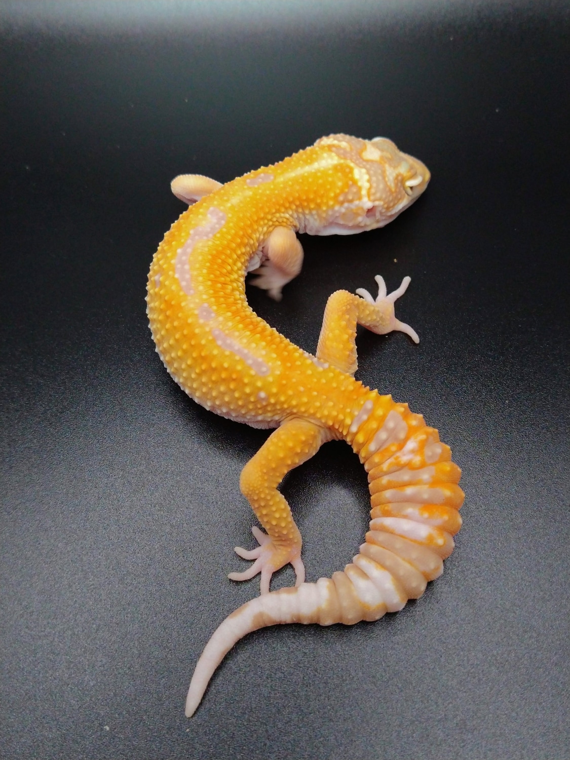 Blood Emerine Sunglow Leopard Gecko by Granite State Geckos - MorphMarket