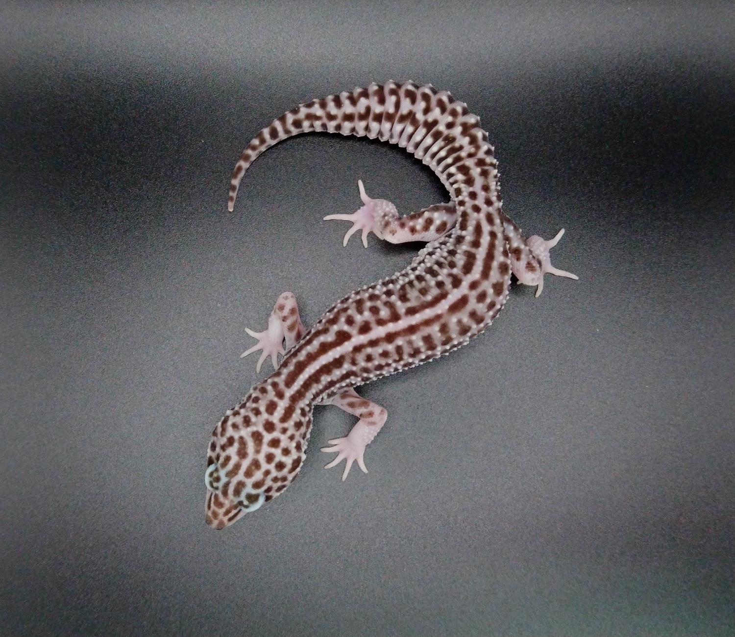 Super Snow 50% Black Night Het Eclipse Leopard Gecko by Granite State ...