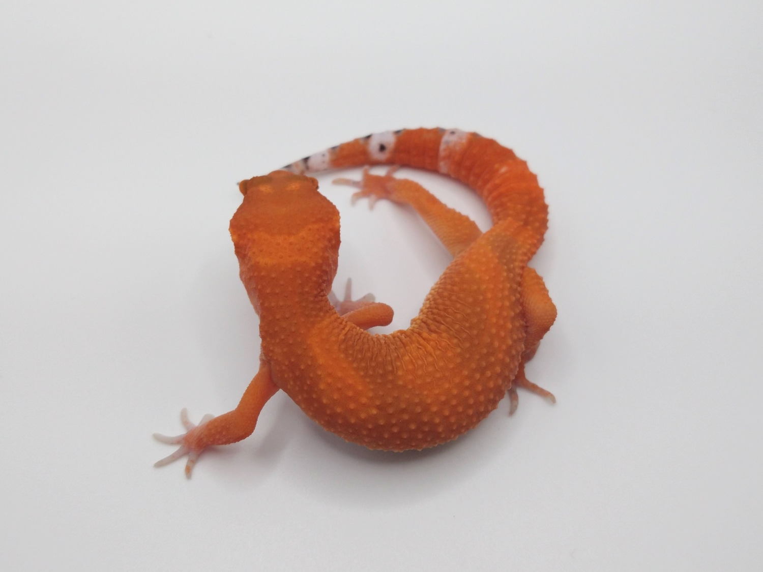 Tangerine Tornado Leopard Gecko by Granite State Geckos - MorphMarket