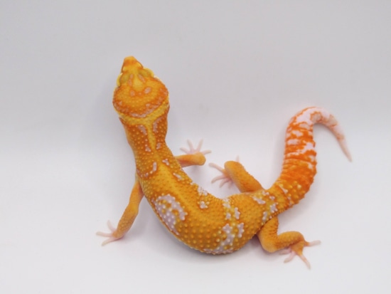 W&Y Tremper Pos Giant 66% Het Eclipse Leopard Gecko by Granite State Geckos