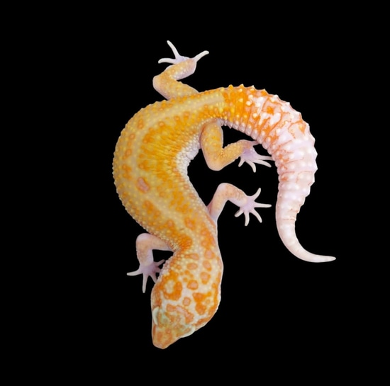 Pos Giant WY RAPTOR Leopard Gecko by Granite State Geckos