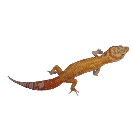 W&Y Tremper Pos Giant 66% Het Eclipse Leopard Gecko by Granite State Geckos