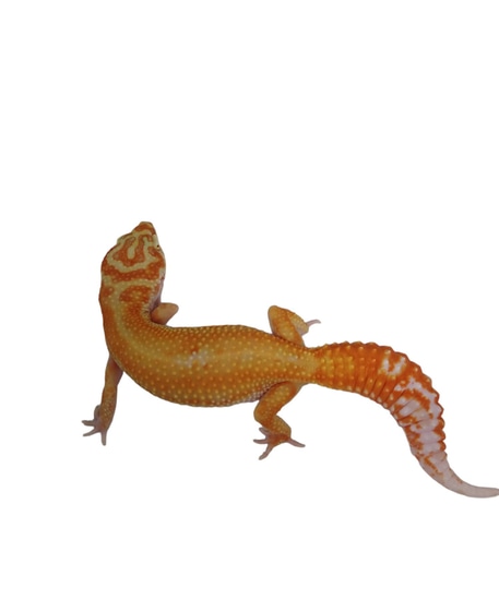 Giant WY Tremper 66% Het Eclipse Leopard Gecko by Granite State Geckos