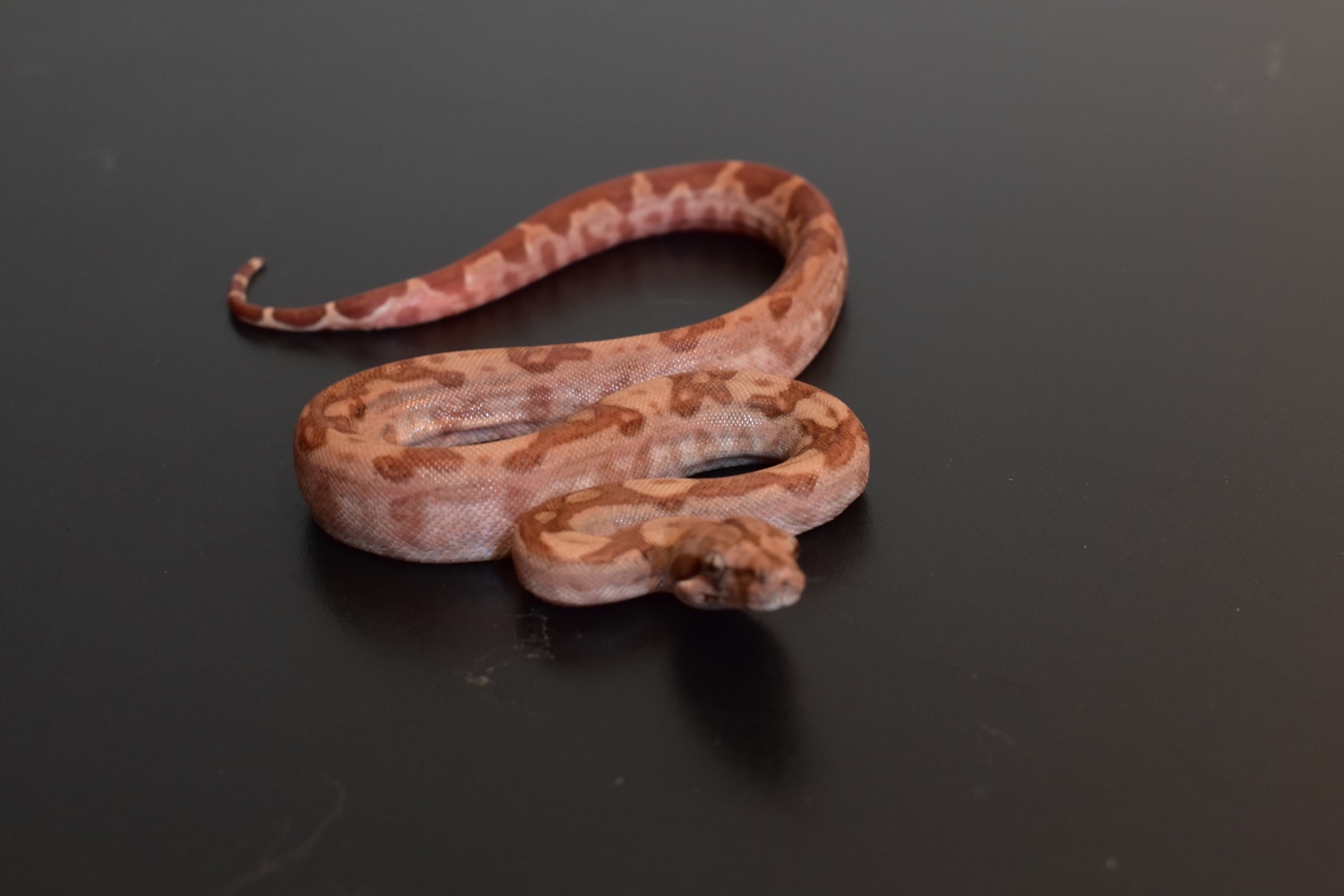 Sunglow T+ PH Blood Boa Constrictor by Gypsy's Exotics - MorphMarket