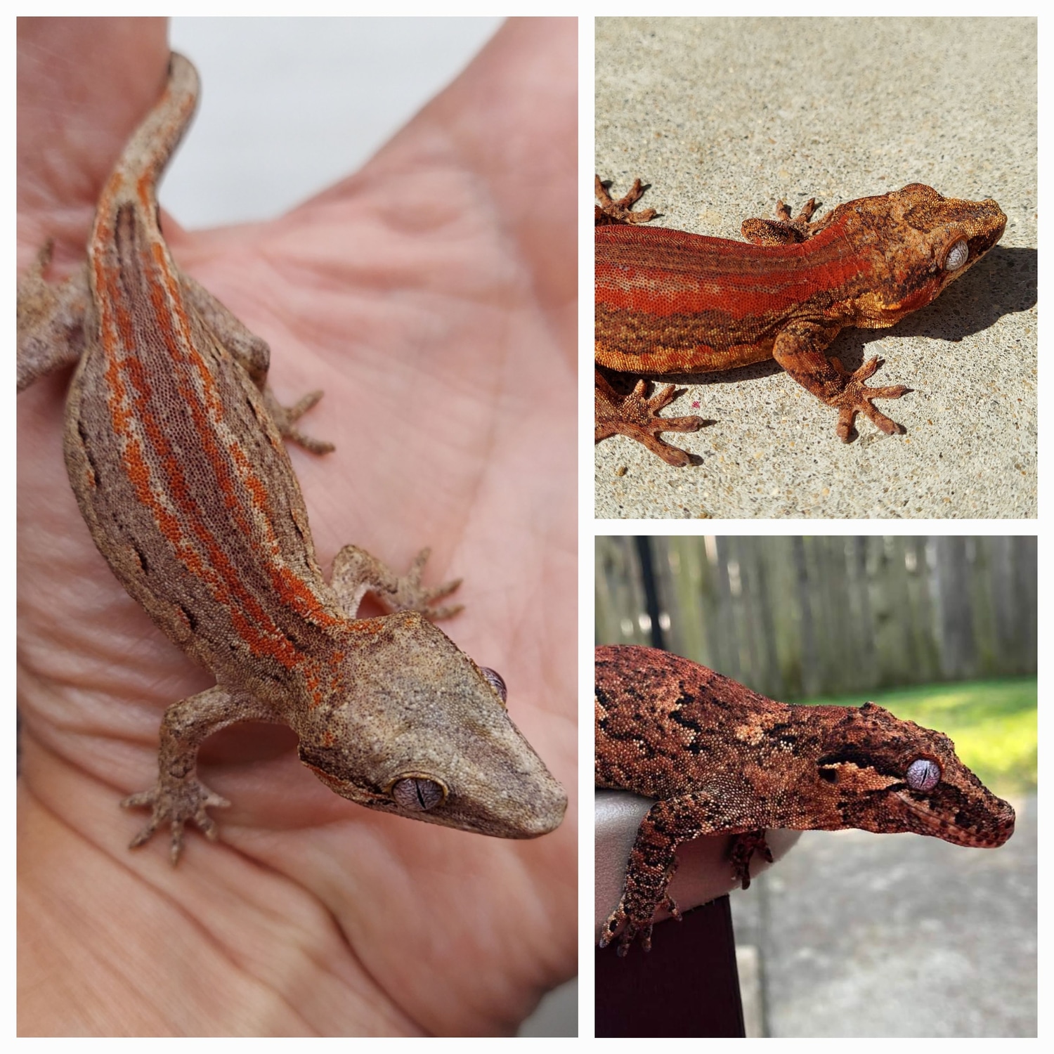 Red Stripe Red Base Gargoyle Gecko by Moondog Geckos - MorphMarket