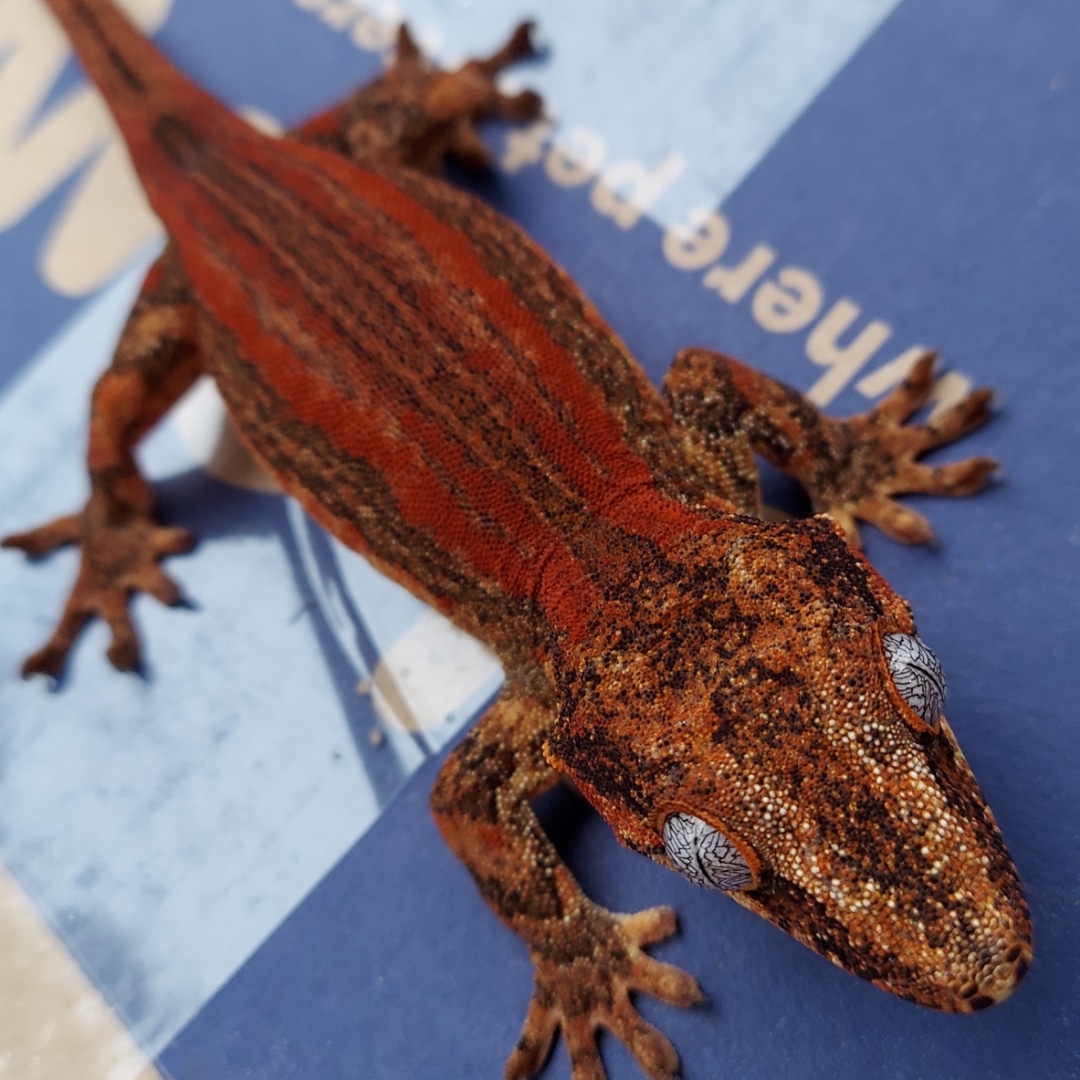 Proven Red Stripe Gargoyle Gecko by Moondog Geckos - MorphMarket
