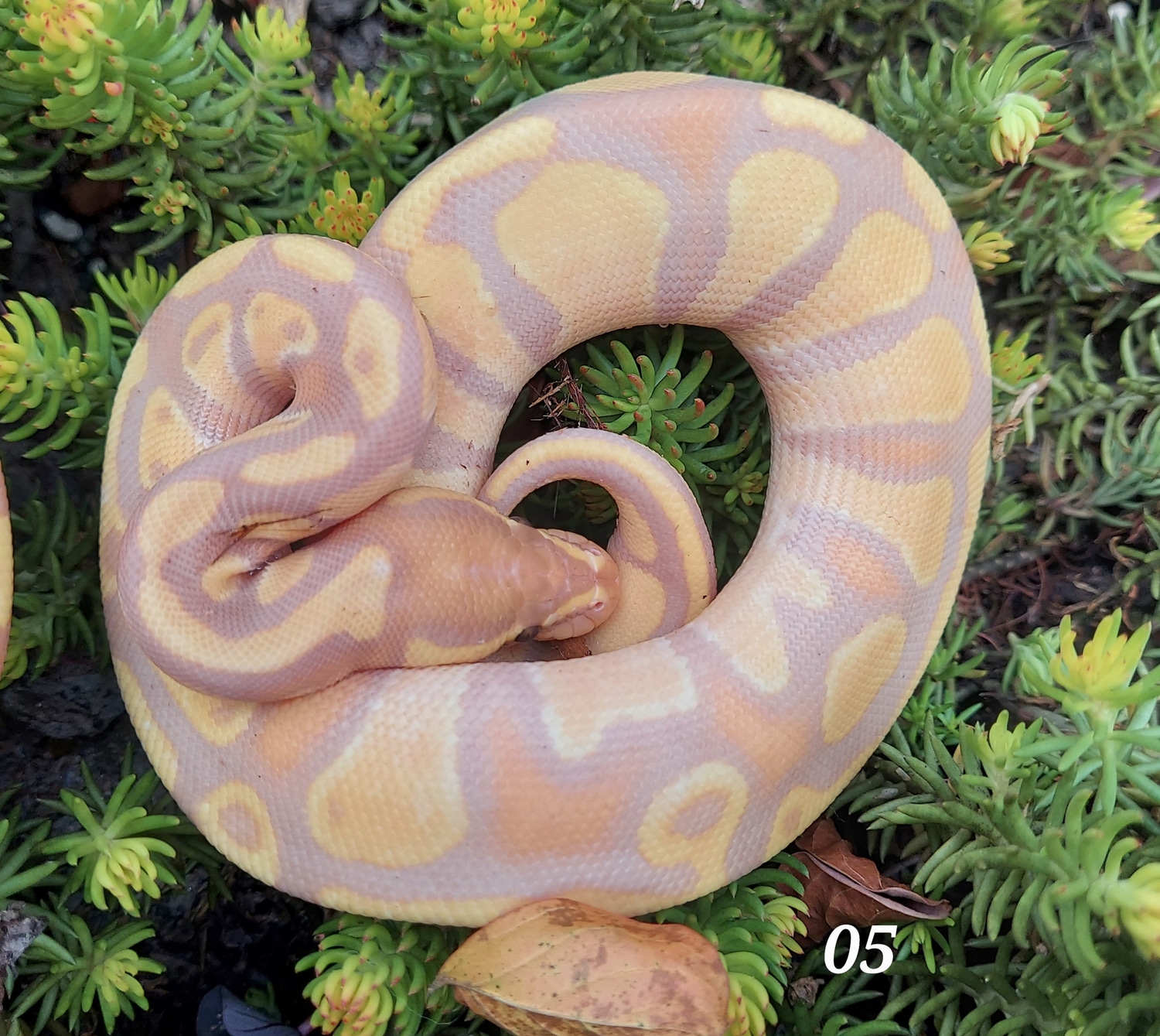 Banana Enchi 66% Pos Het Pied Ball Python by Moondog Geckos - MorphMarket