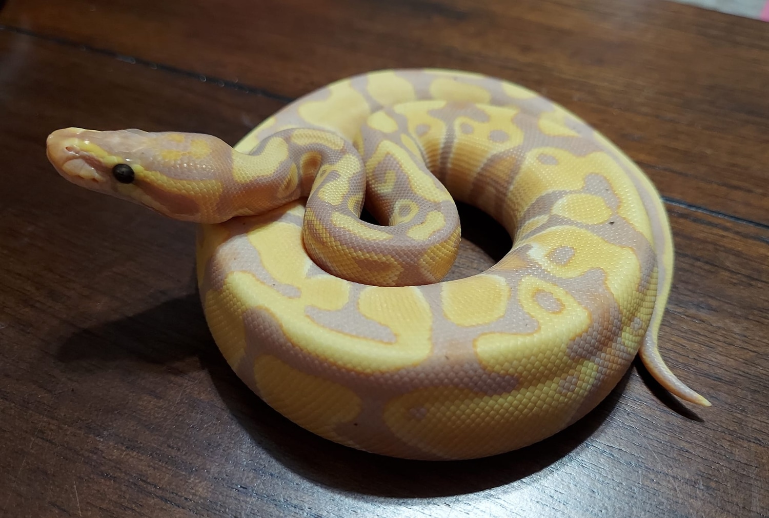 Banana Enchi 66% Pos Het Pied Ball Python by Moondog Geckos - MorphMarket