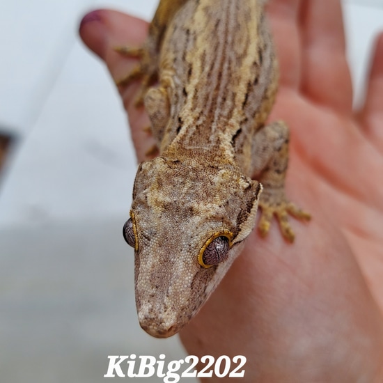 Black And Yellow Stripe Gargoyle Gecko by Moondog Geckos