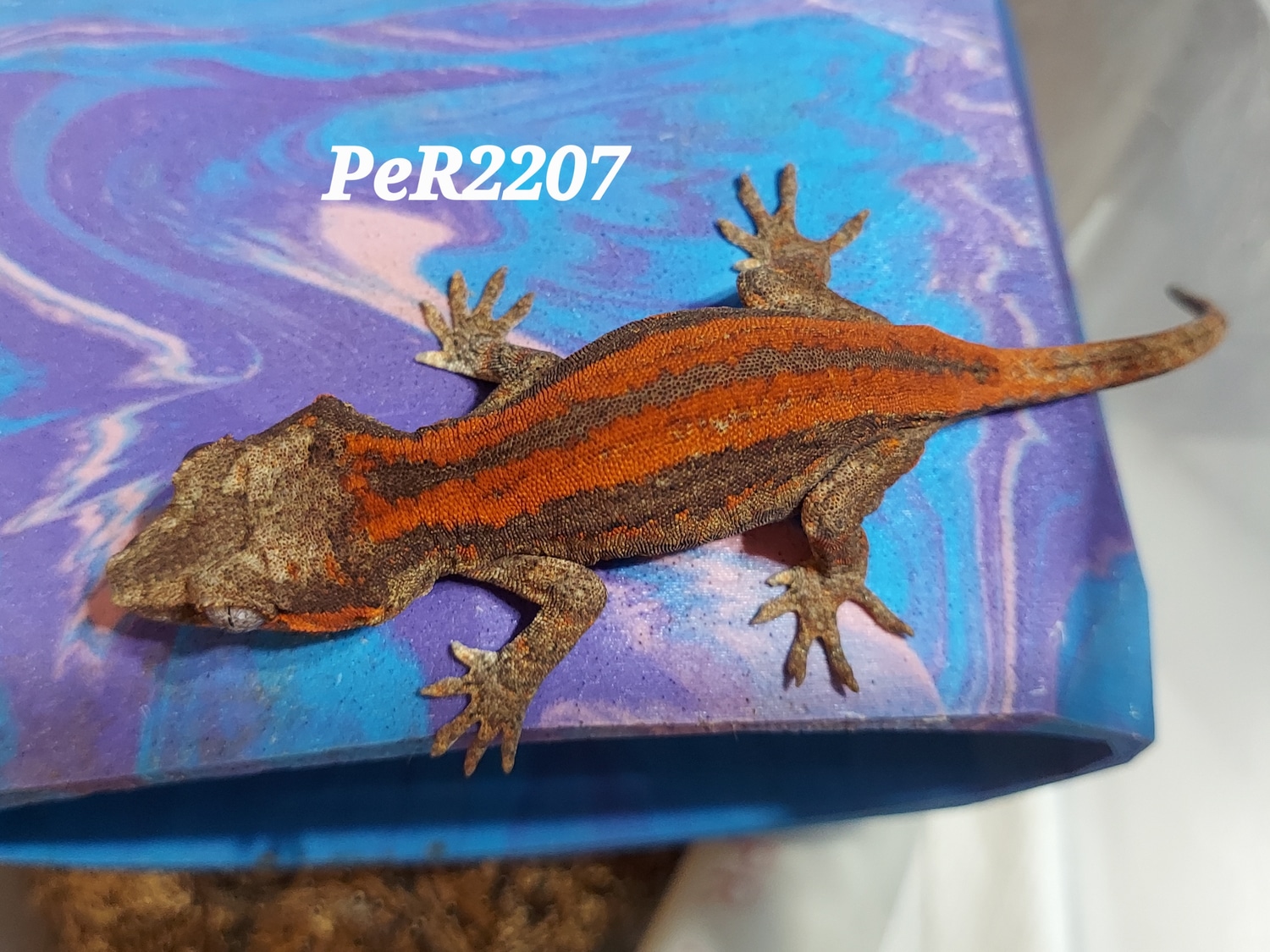 Red Stripe Red Base Gargoyle Gecko by Moondog Geckos - MorphMarket
