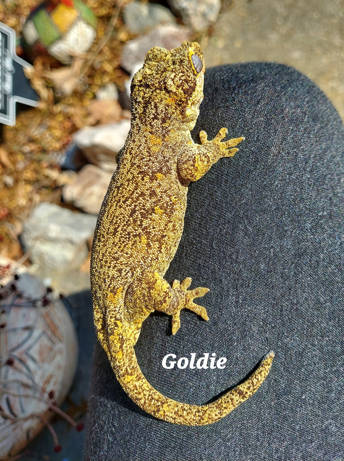 Yellow Base Retic Gargoyle Gecko by Moondog Geckos - MorphMarket