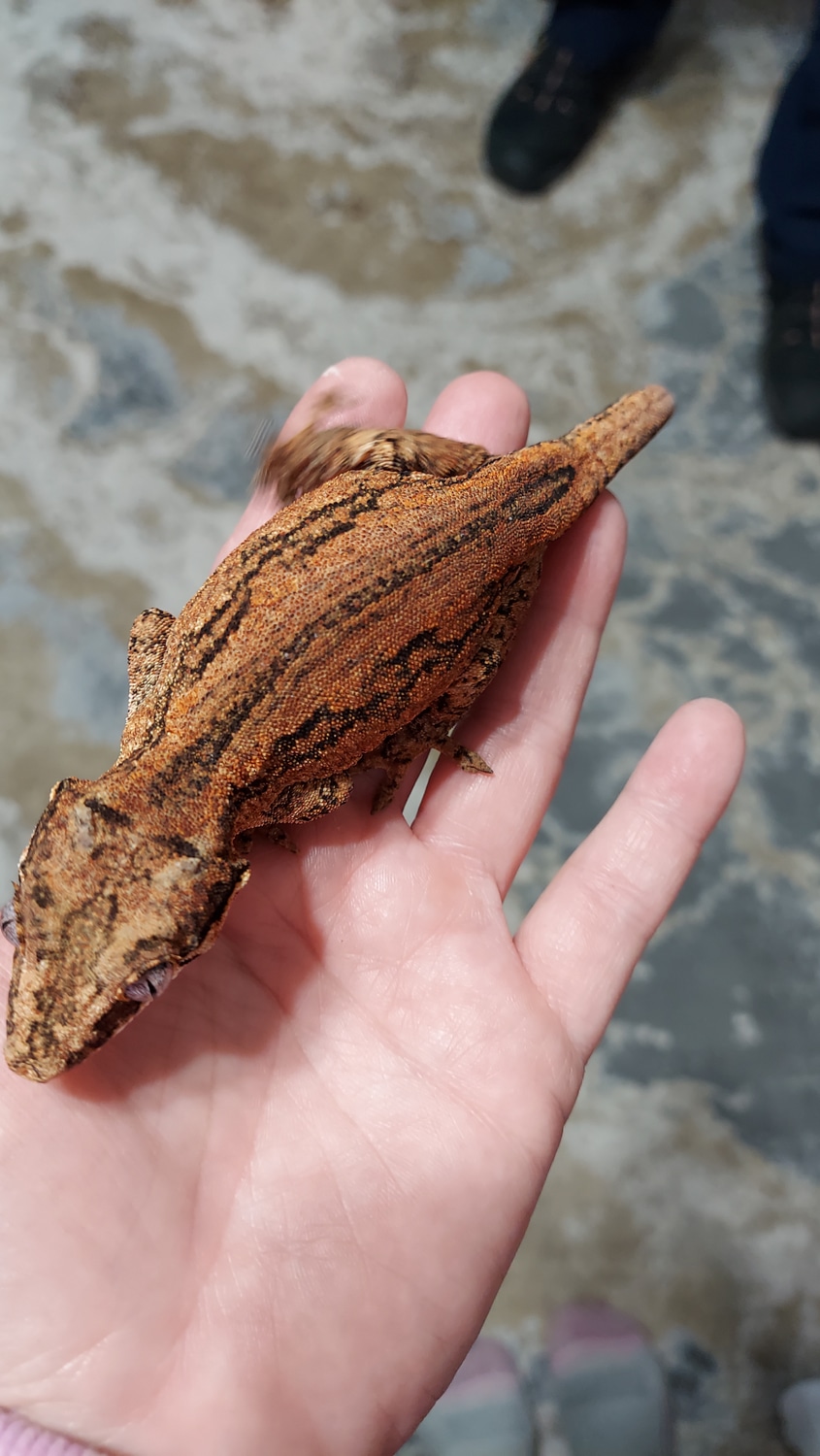Proven Earth Toned, Orangy Colored Gargoyle Gecko by Moondog Geckos ...