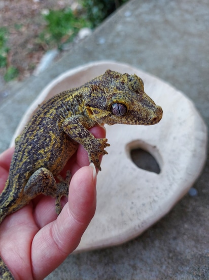 Yellow Base Stripe Gargoyle Gecko by Moondog Geckos