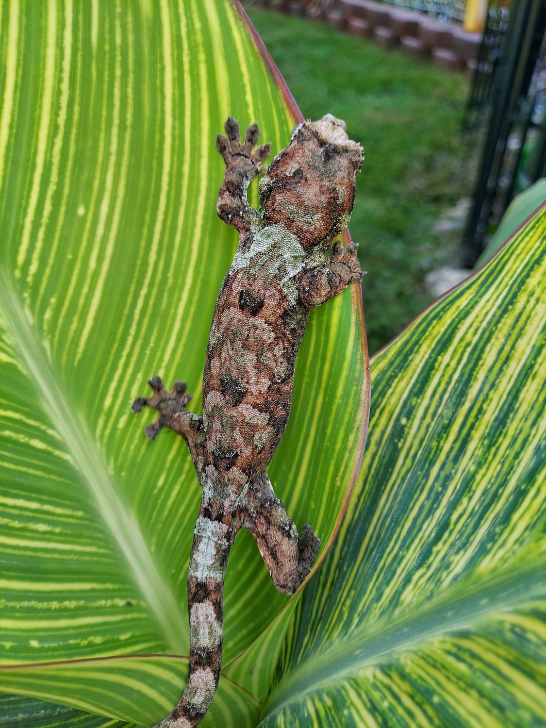 Pine Island Chahoua Gecko by Moondog Geckos - MorphMarket