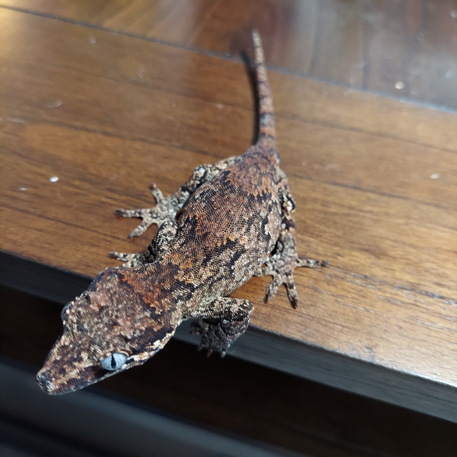 Reticulated Gargoyle Gecko by Moondog Geckos - MorphMarket