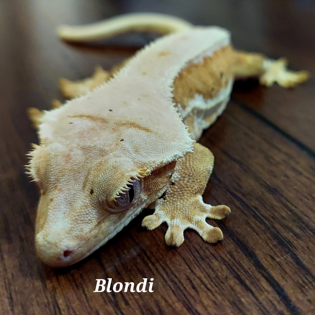 Yellow Lily White Crested Gecko by Moondog Geckos - MorphMarket
