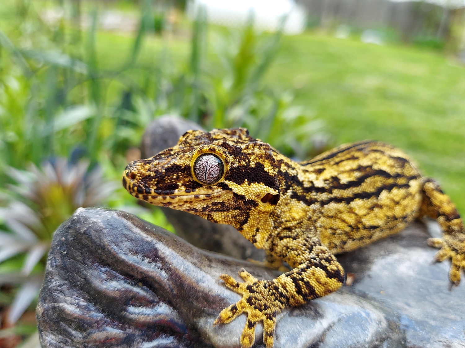 Yellow Base Black Stripe Gargoyle Gecko by Moondog Geckos - MorphMarket