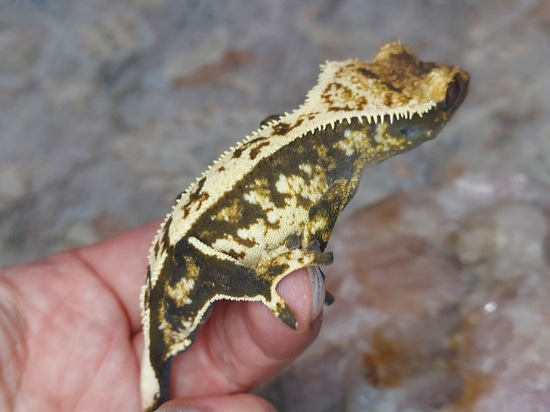 Fig Crested Gecko by Moondog Geckos