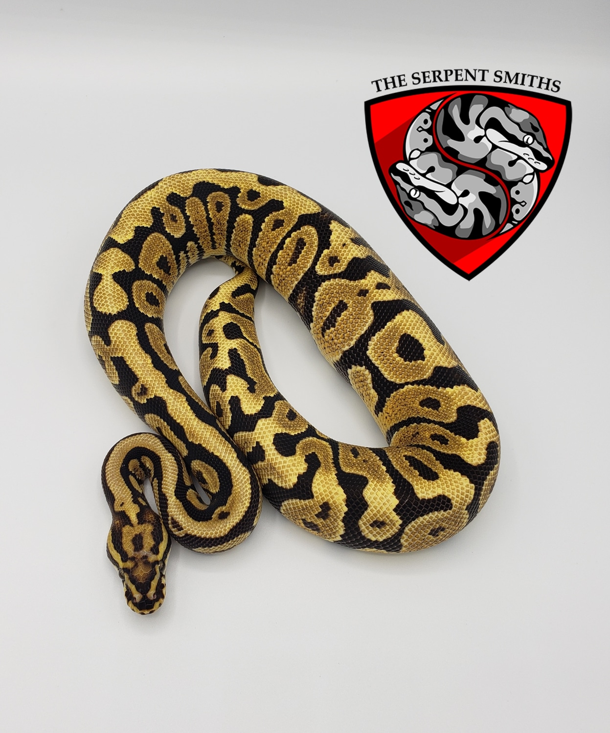 Spotnose Orange Dream Fire Ball Python by The Serpent Smiths - MorphMarket
