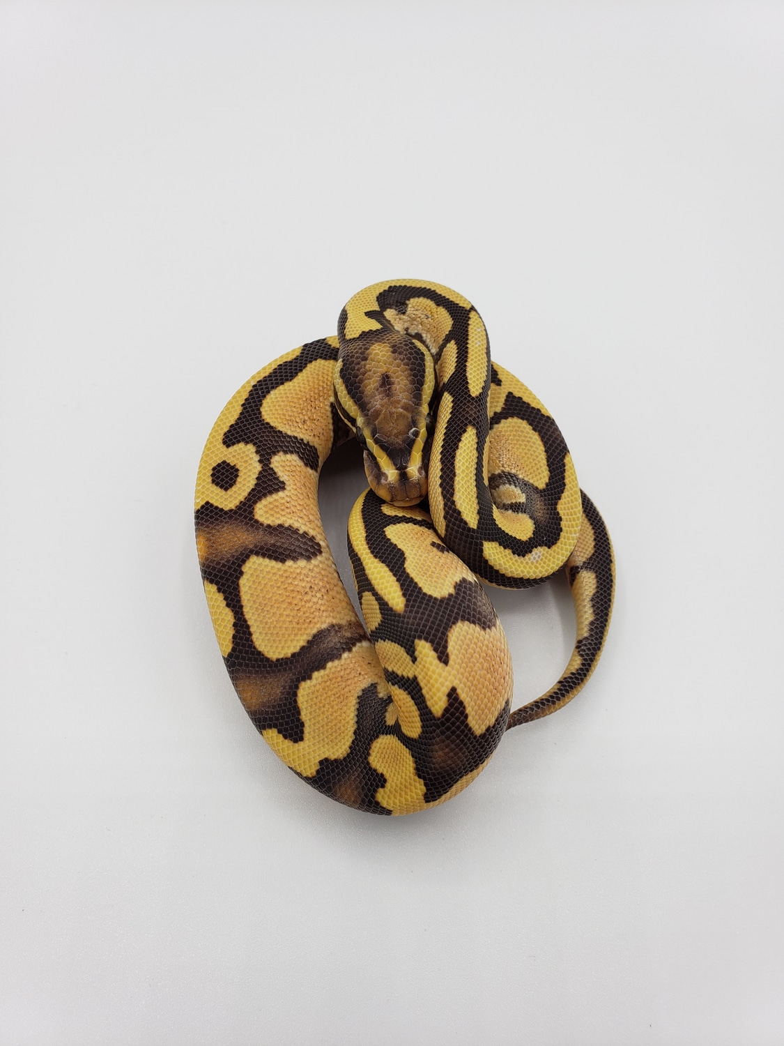 Enchi Orange Dream Het Desert Ghost Ball Python by The Serpent Smiths ...