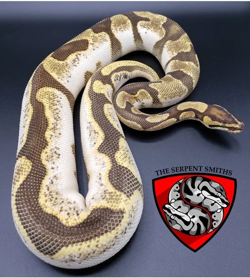 Orange Dream Enchi Sugar Proven Breeder Ball Python by The Serpent Smiths