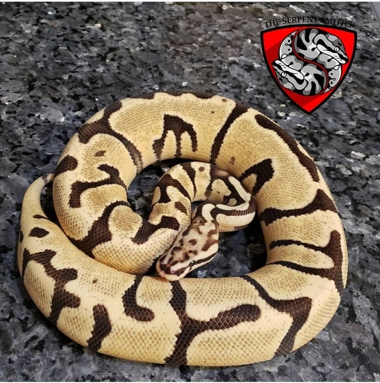 Spotnose Orange Dream Fire Ball Python by The Serpent Smiths