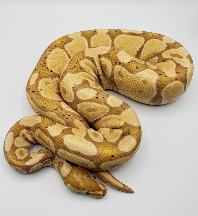 Banana Pastel Yellow Belly Ball Python by The Serpent Smiths - MorphMarket