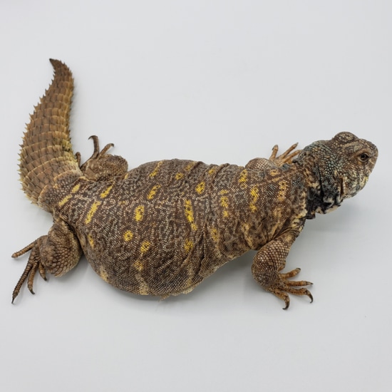 Adult Female Ornate Uromastyx by The Serpent Smiths