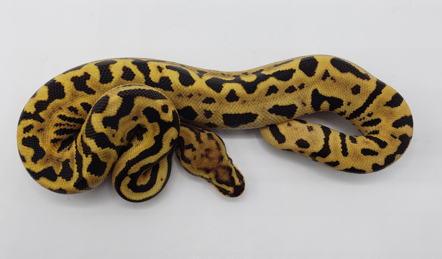 Spotnose Leopard 50% Het Clown/50% Het Pied Ball Python by The Serpent ...