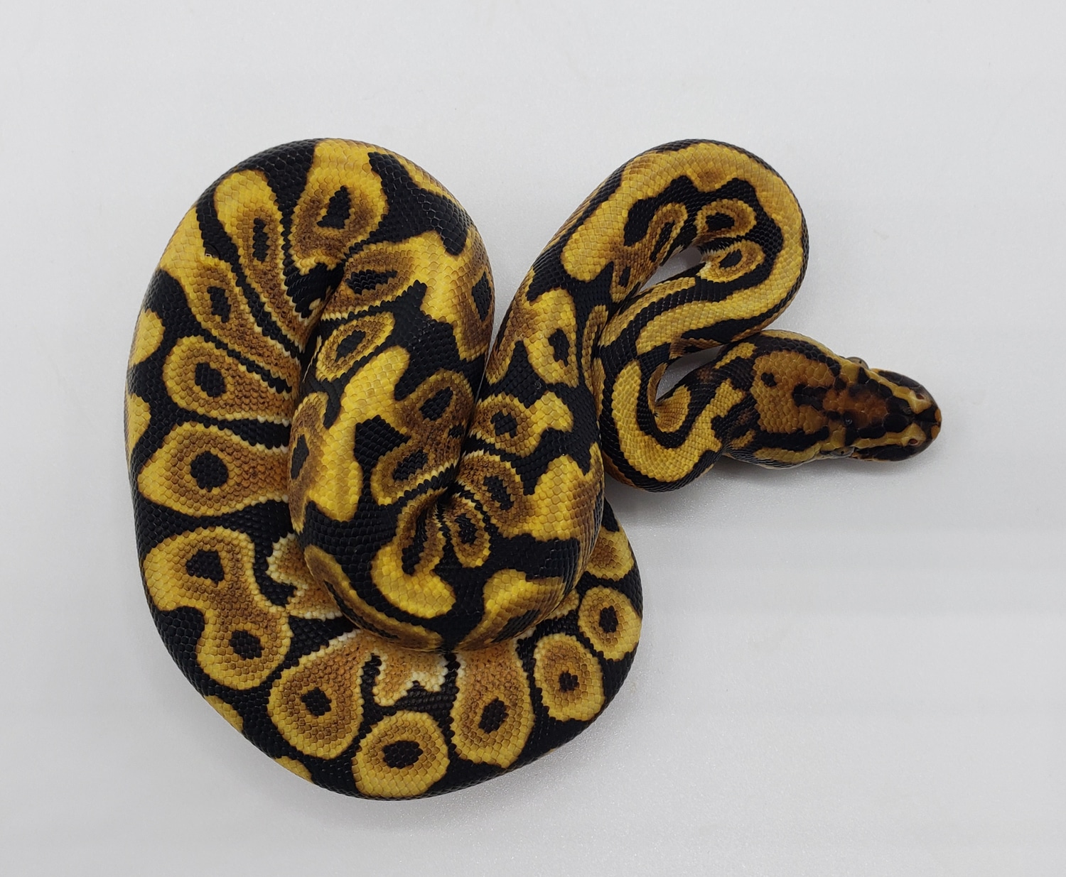 Orange Dream Spotnose Pastel 50% Het Clown/50% Het Pied Ball Python by ...