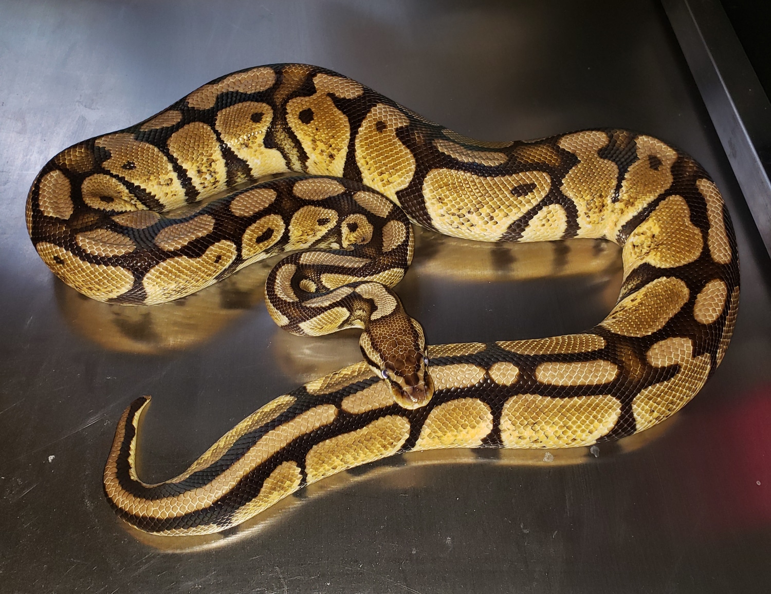 Pastel Het Puzzle Ball Python by The Serpent Smiths - MorphMarket