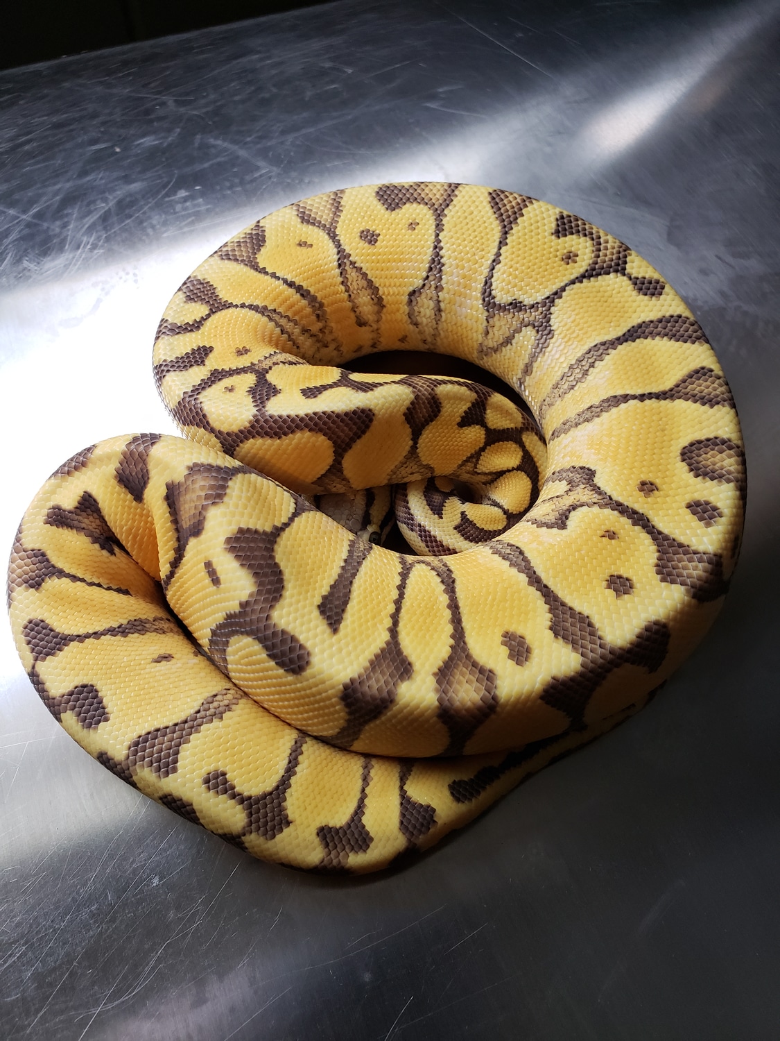Super Pastel Vanilla Enchi Het Puzzle 66% Het Desert Ghost Ball Python ...
