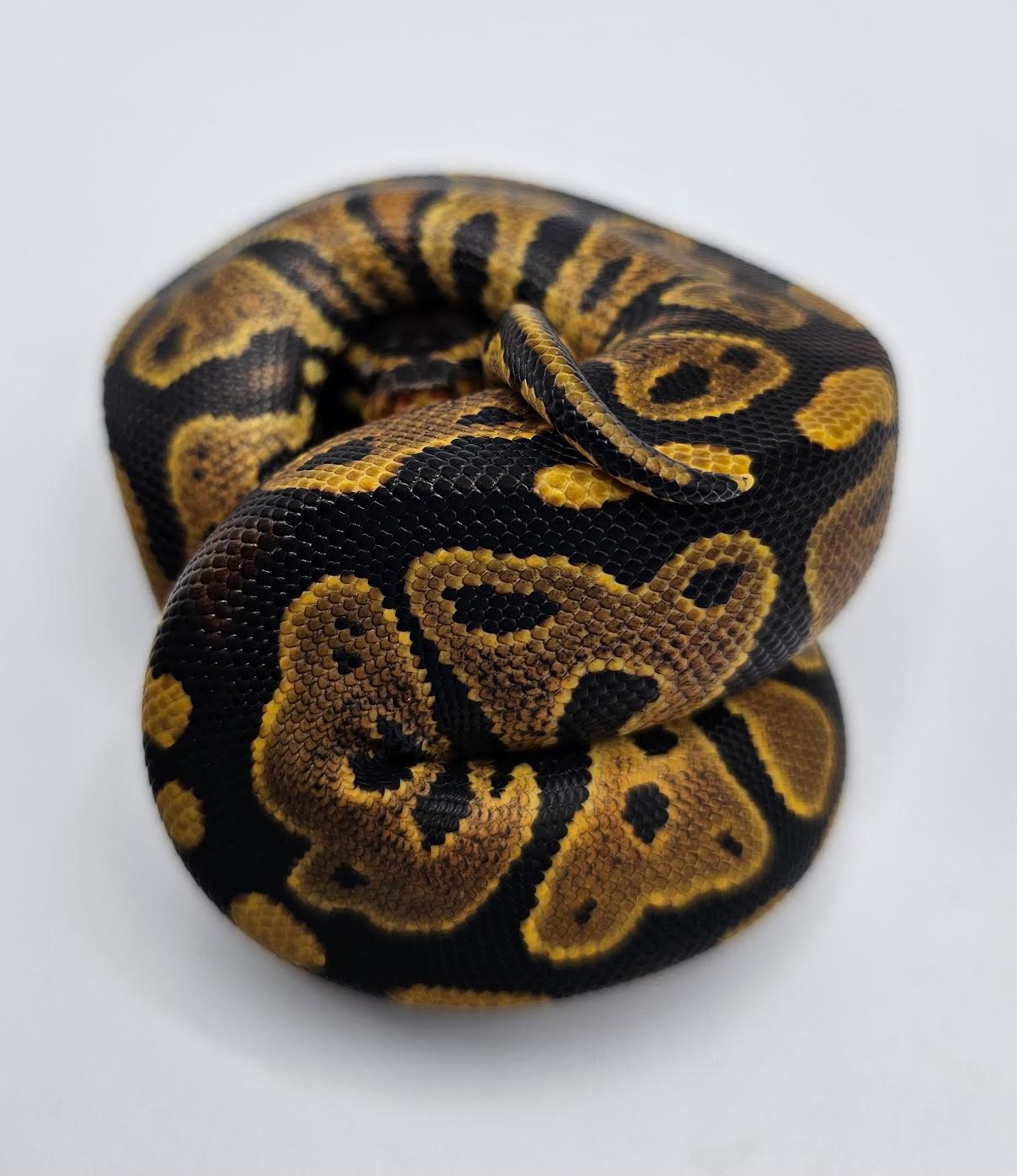 Black Head Yellow Belly Het Pied Ball Python by The Serpent Smiths ...