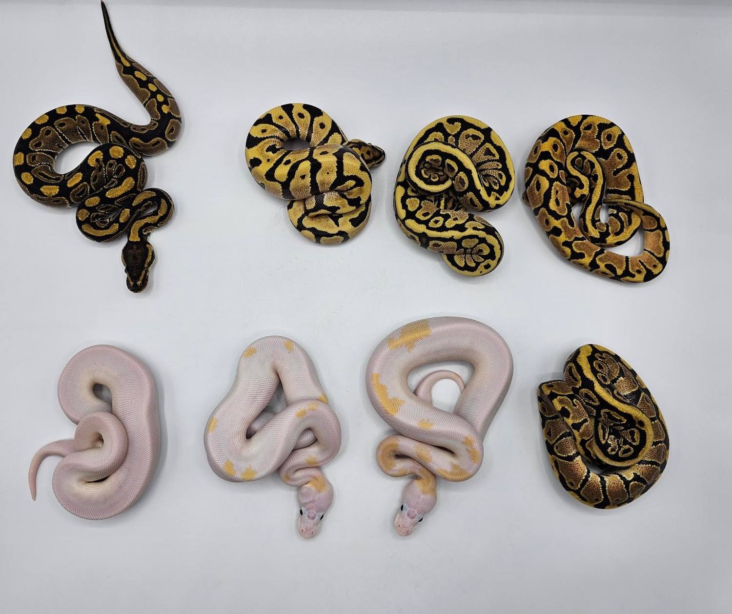 Ball Python Clutch: TSS-2023-3 by The Serpent Smiths - MorphMarket
