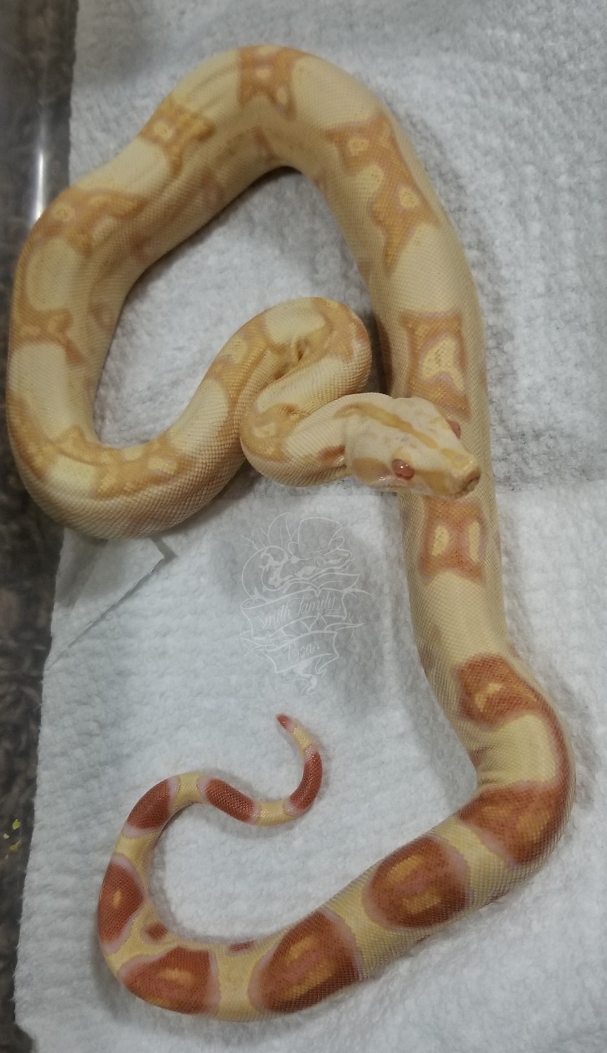 Sharp Albino Jungle Boa Constrictor by Smith Family Boa Constrictors ...