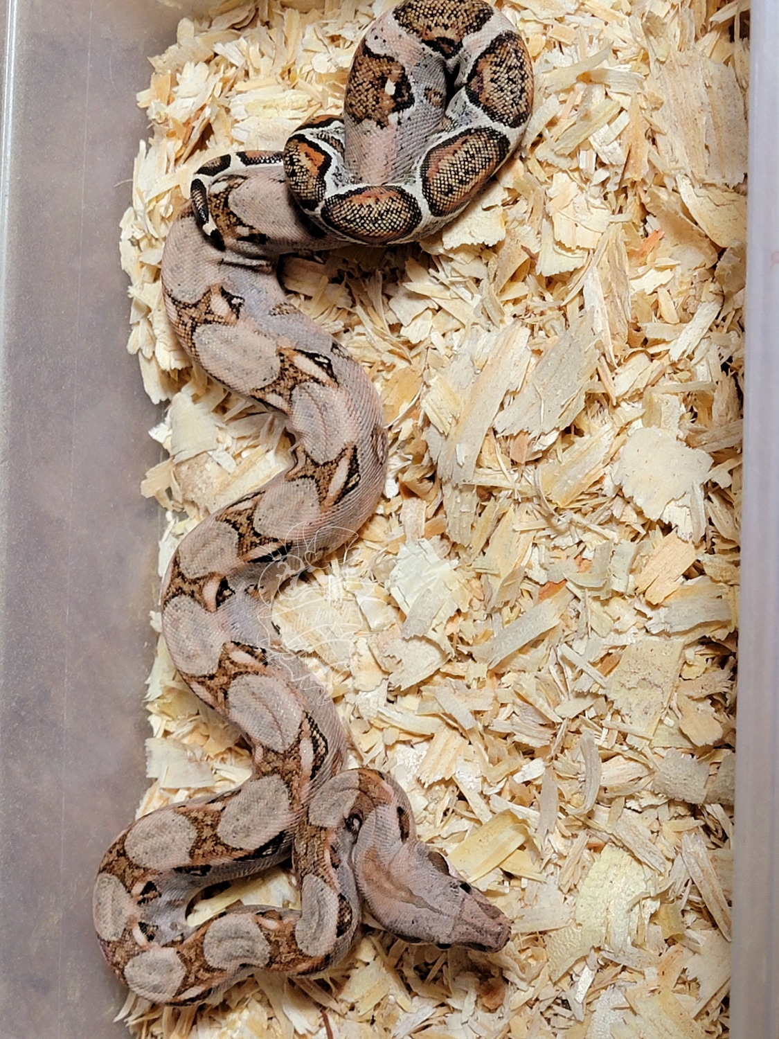 Normal Boa Constrictor by Smith Family Boa Constrictors - MorphMarket