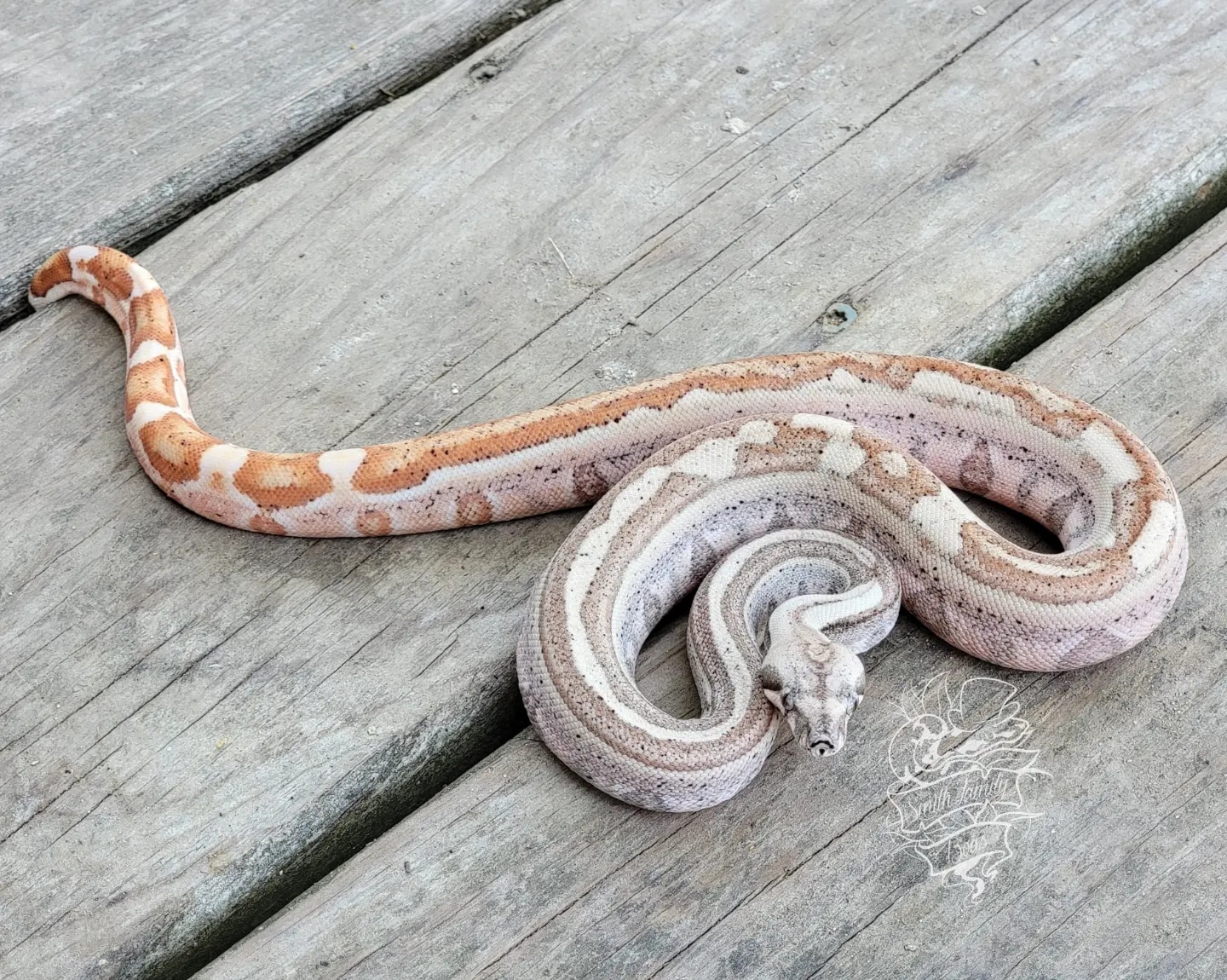 Hypo Het Leopard Boa Constrictor by Smith Family Boa Constrictors ...
