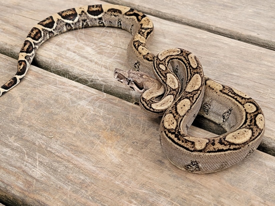 Jungle Het Leopard Boa Constrictor by Smith Family Boa Constrictors