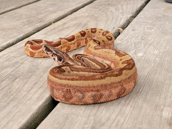 Hypo Jungle Het Leopard Boa Constrictor by Smith Family Boa Constrictors