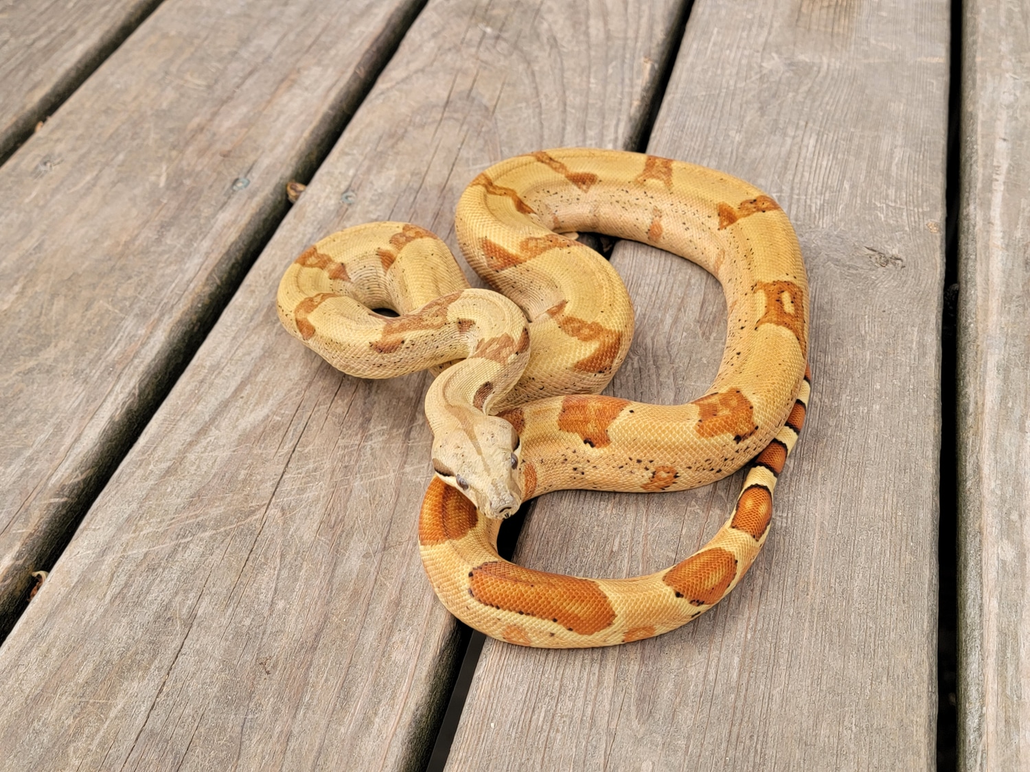 2020 Hypo Pastel Het Sharp Boa Constrictor by Smith Family Boa ...