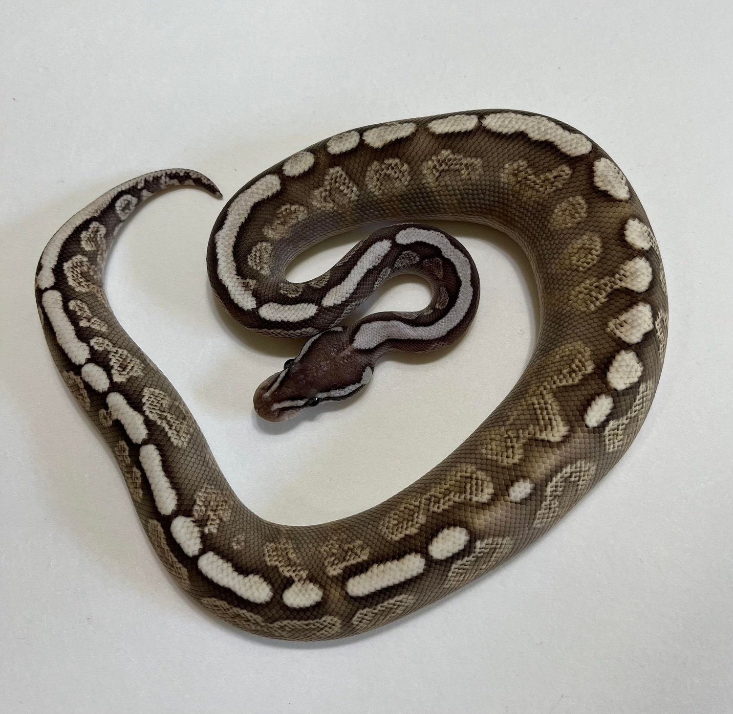 GHI Mojave Pewter Ball Python by OBX Exotics - MorphMarket